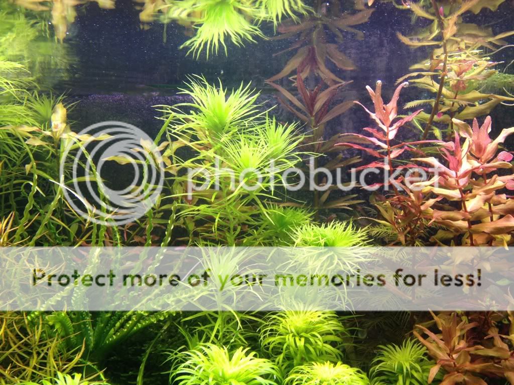 Favourite plants? - Plants & Mosses - Shrimp Keepers Forum