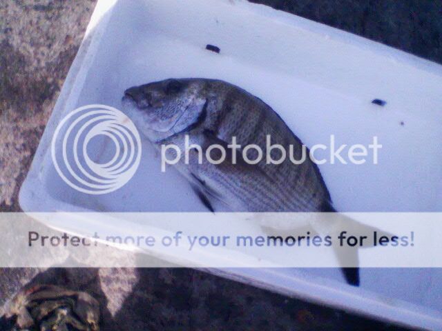 Pogledaj temu - Šarag,pic,fratar