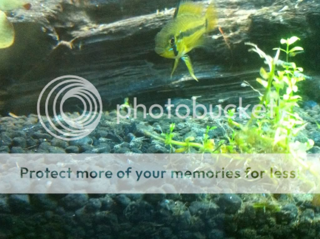 overpopulation in my plant tank | Cichlid Fish Forum