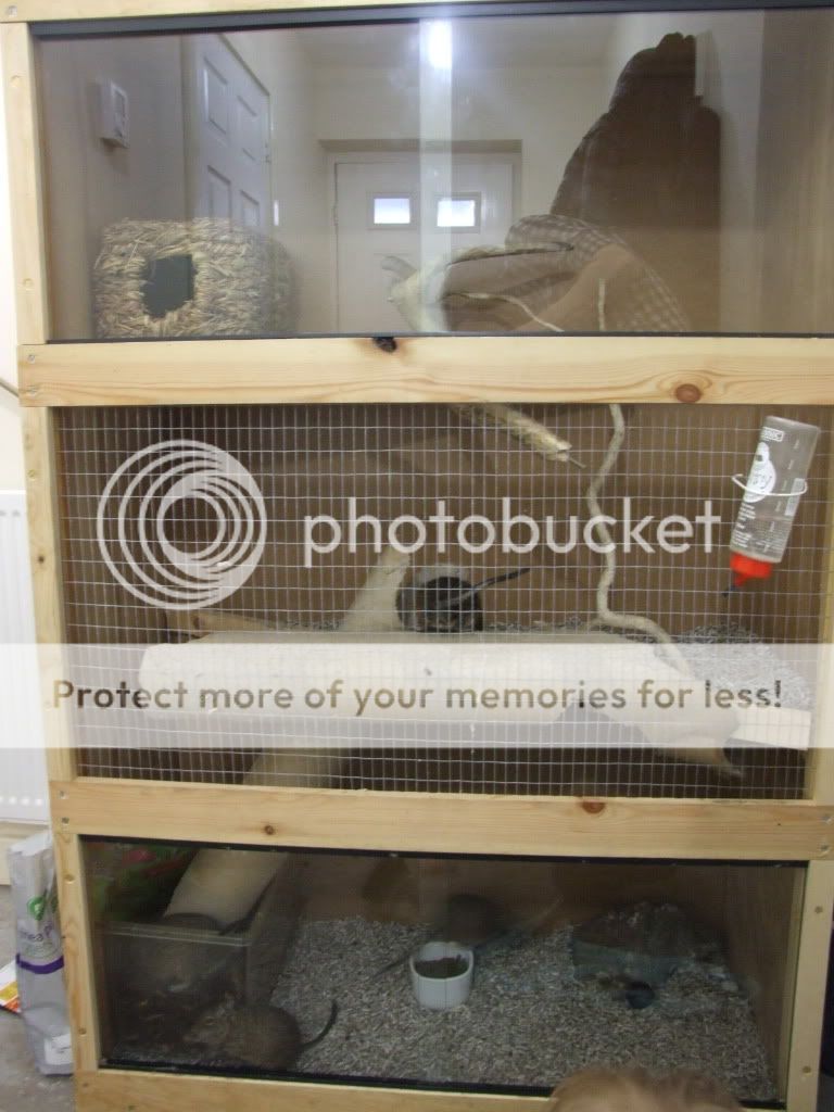 My degus new home (pic. heavy) | Reptile Forums