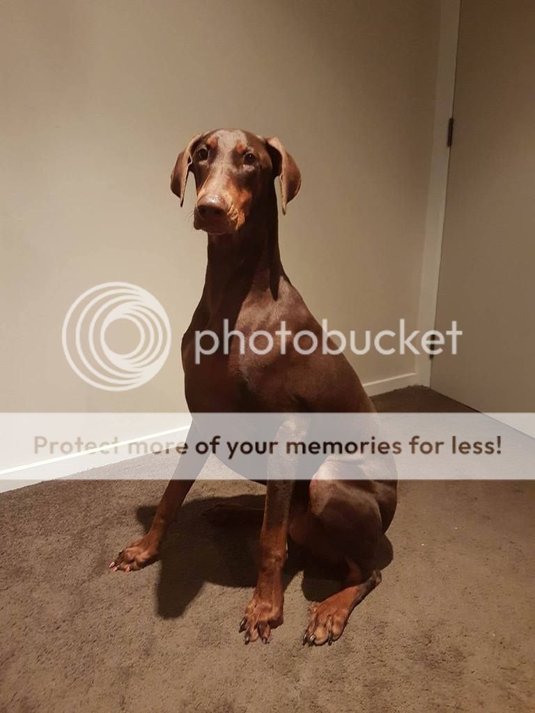 lumps and bumps - skin rash help | Doberman Forum : Doberman Breed Dog ...