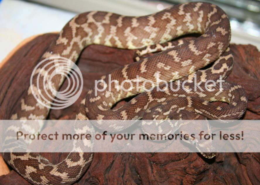 Legal rough scaled pythons | Reptile Forums