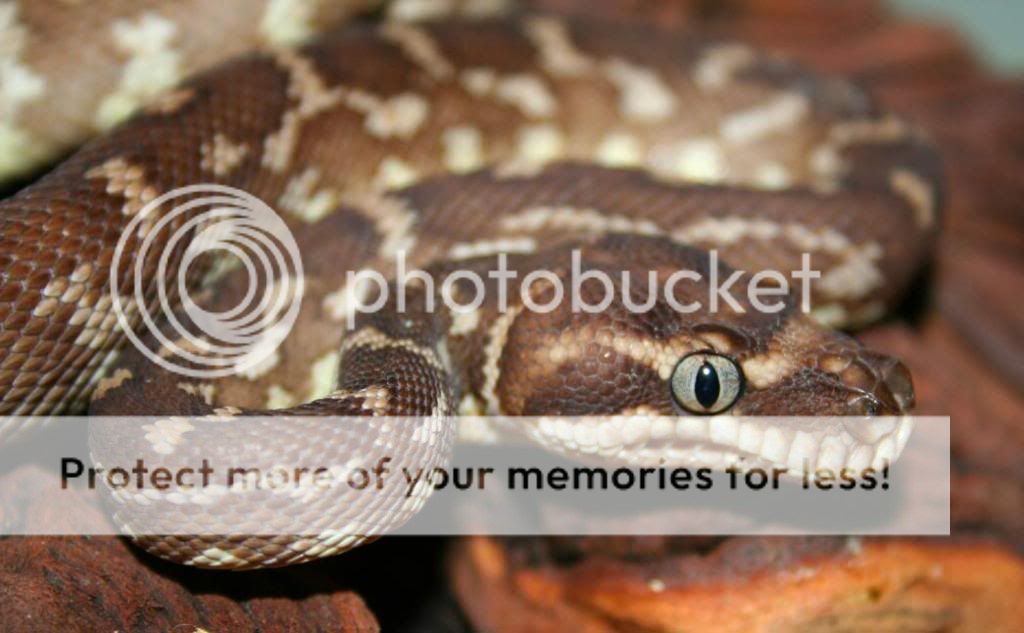 Legal rough scaled pythons | Reptile Forums