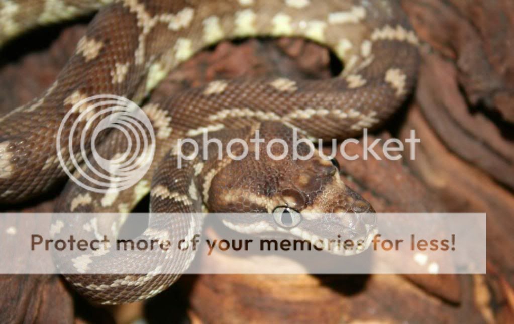 Legal rough scaled pythons | Reptile Forums